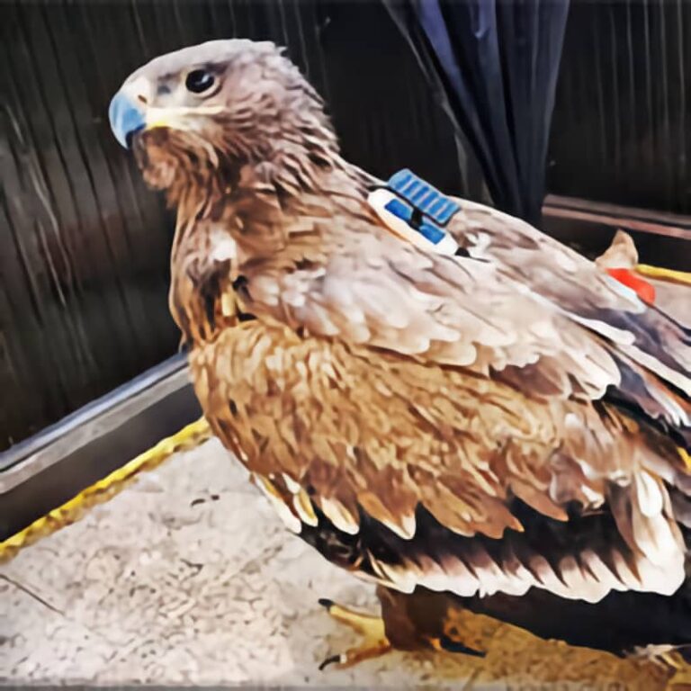 North Star Science and Technology – GPS, GSM, and PTT units to track ...