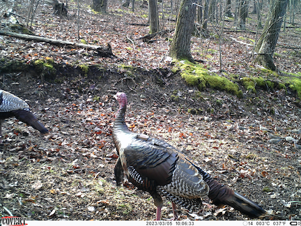 PHOENIX Turkey Tag – North Star Science and Technology