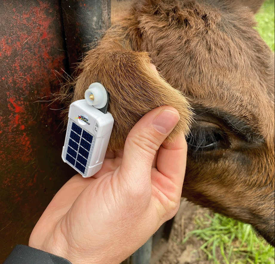 Phoenix Ear Tag 26g – North Star Science and Technology