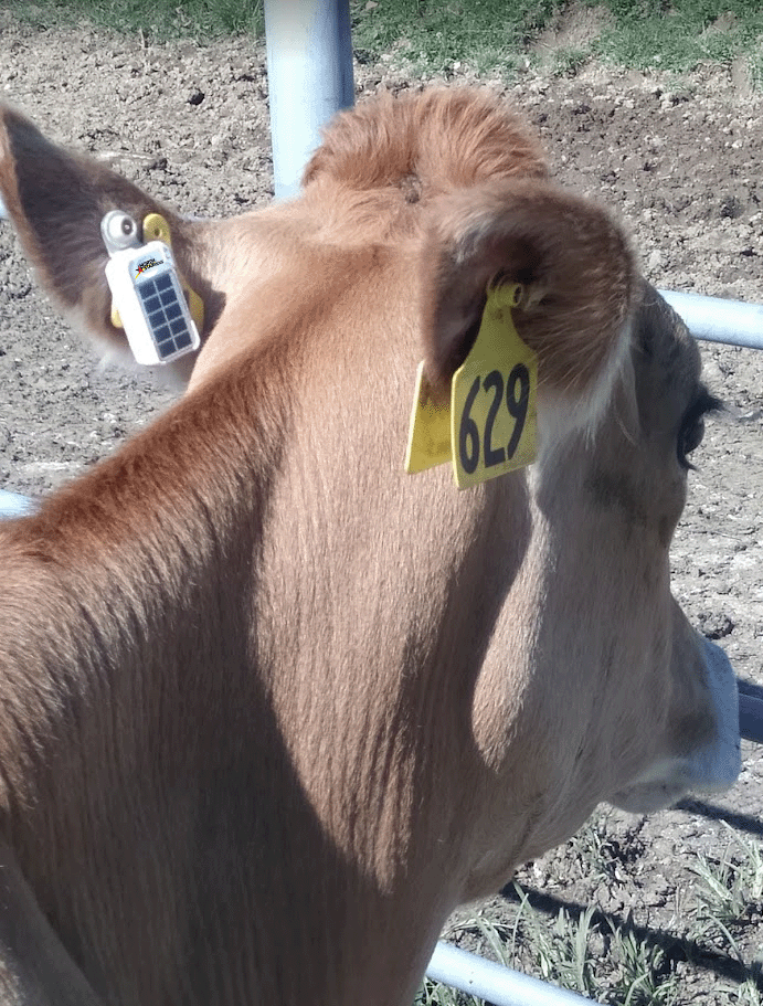 Phoenix Ear Tag 26g – North Star Science and Technology